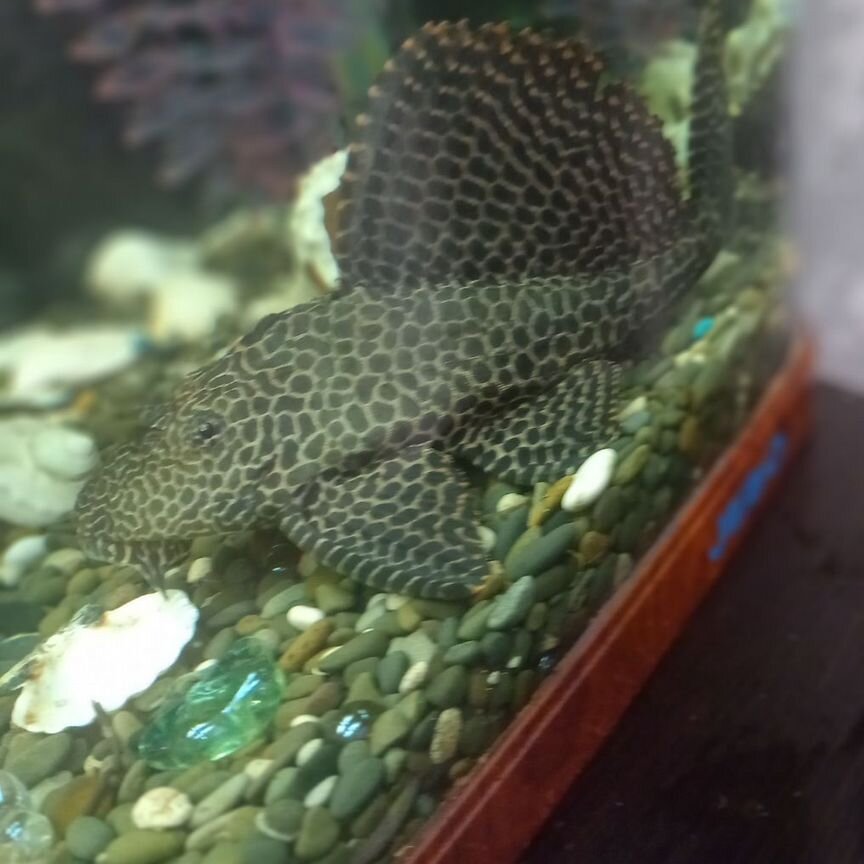 Птерегоплихт