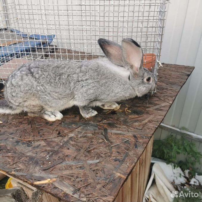 Продаю крола шиншила смешанная с великаном