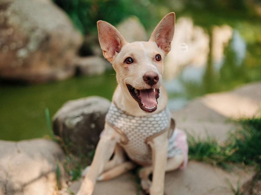 Собаки в дар бесплатно