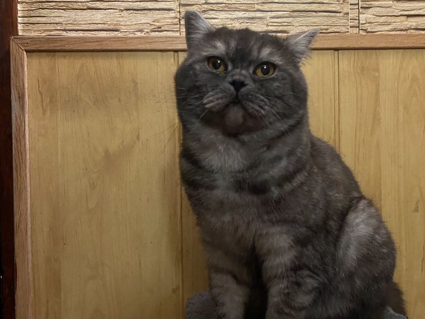 Шотландский кот вязка