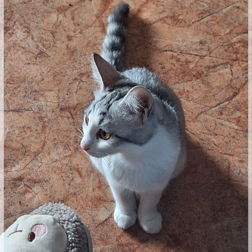 Кошка