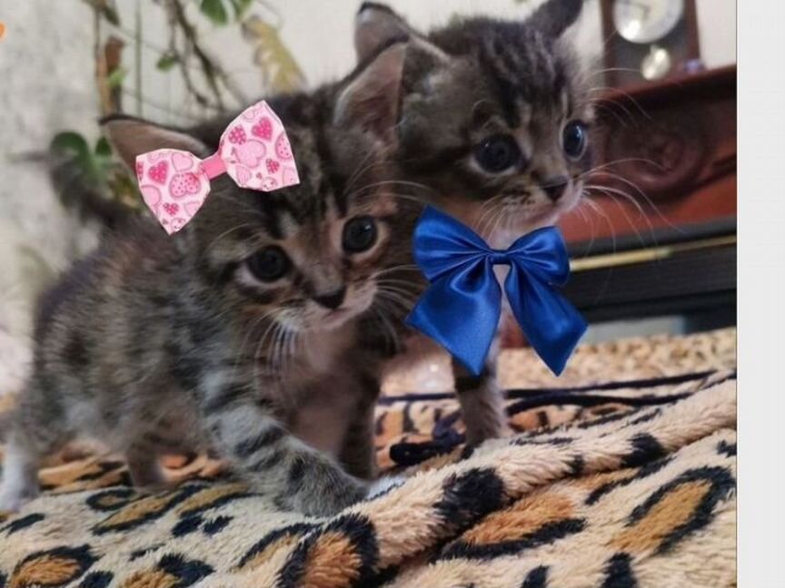 Котята в добрые руки. Приучены к лотку