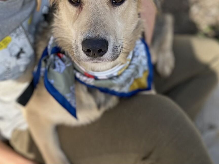 Чудесные щенки из Астрахани в хорошие руки