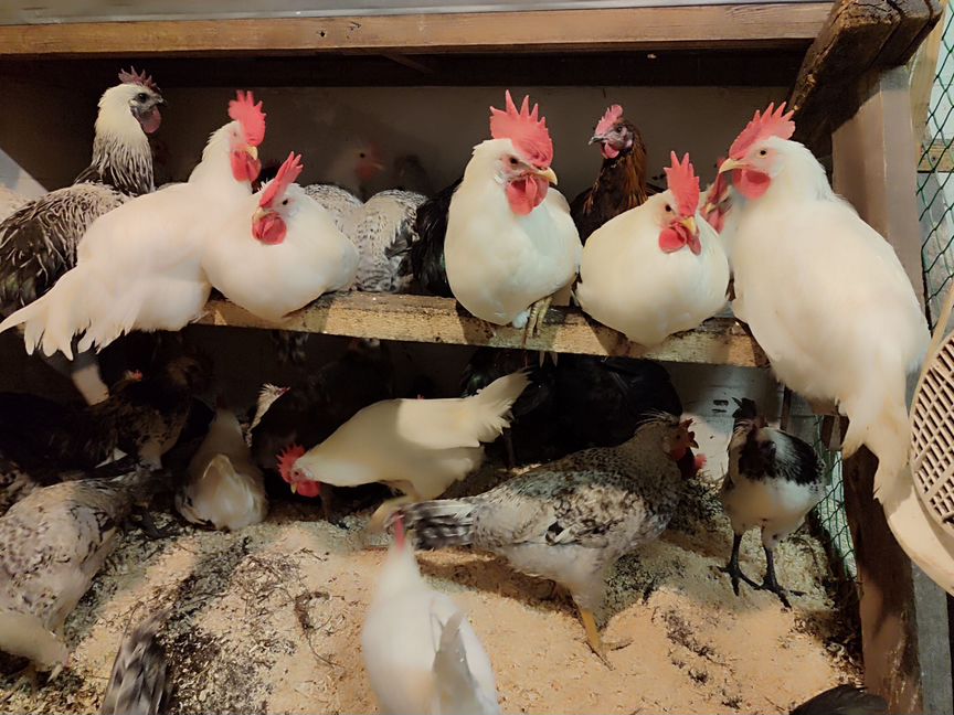 Петухи Легбар кремовый, Леггорн белый стандарт