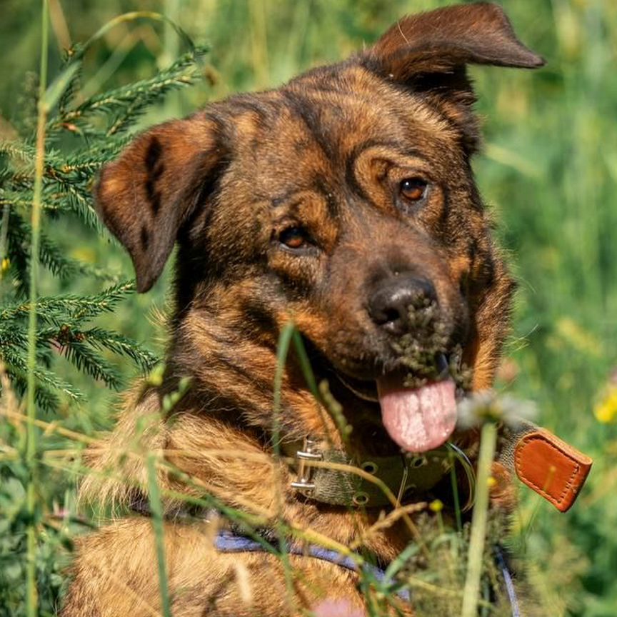 Взрослая собака в добрые руки