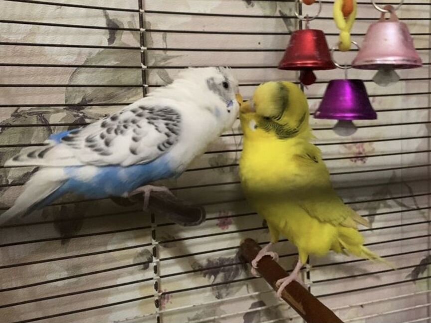 Волнистый попугай