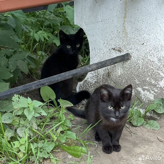 Котята 3,5 мес