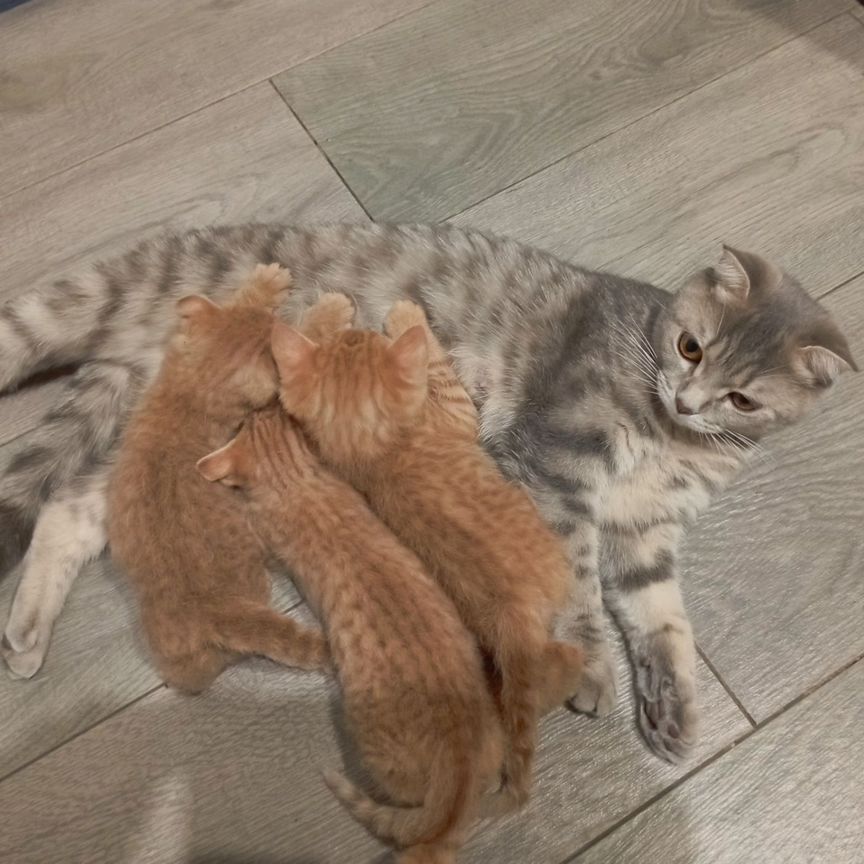 Шотландский вислоухий короткошёрстный котёнок