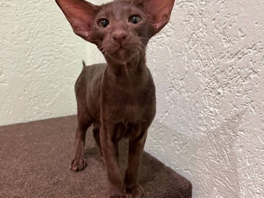 Ориентальная кошка