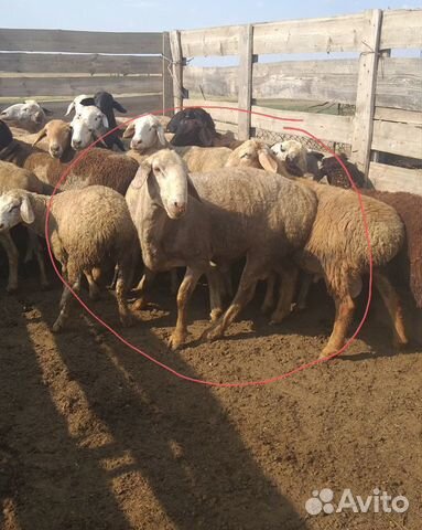Продам барана 250 р. живой вес