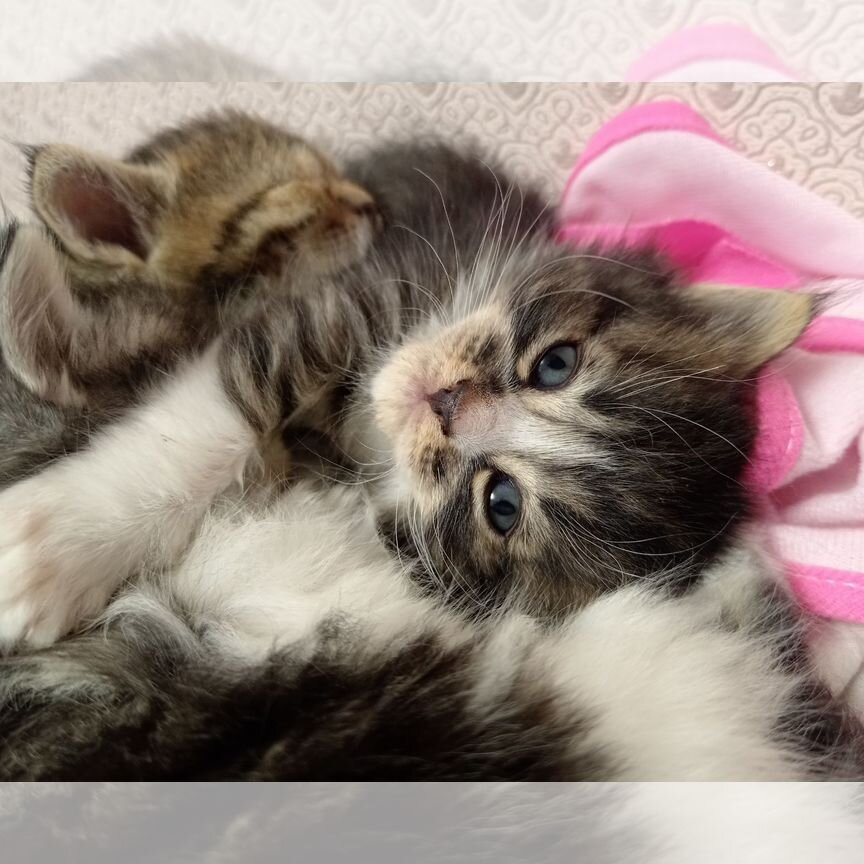 Шотландский вислоухий короткошёрстный котёнок