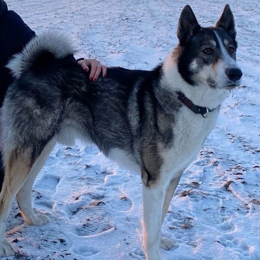 Западносибирская лайка, взрослый пёс