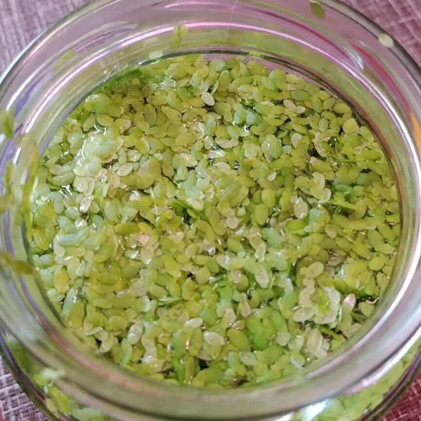 Ряска для аквариума