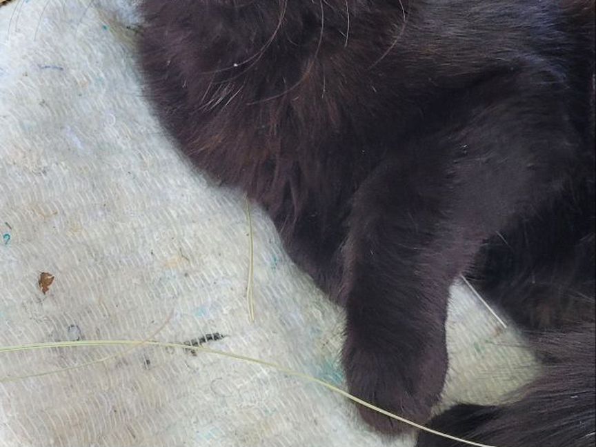 Ласковый черныш на счастье