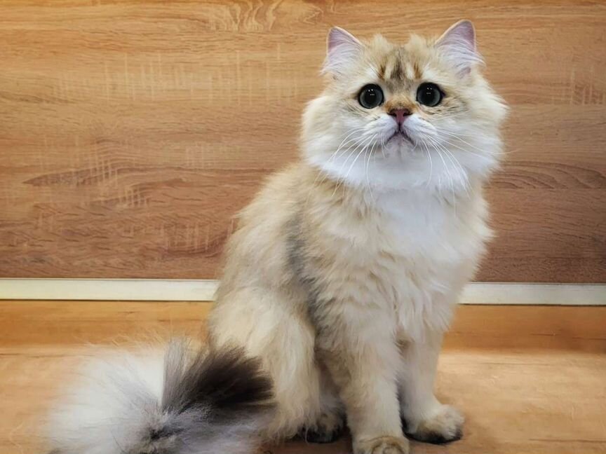 Шотландский длинношерстный котик