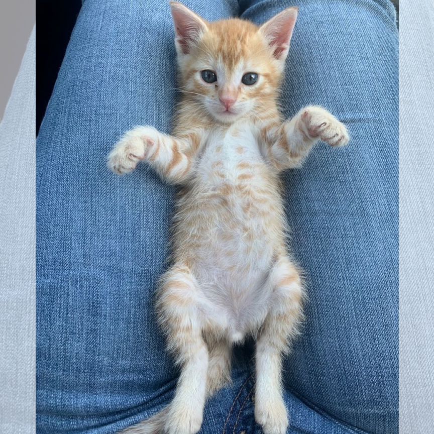 Британский короткошёрстный котёнок