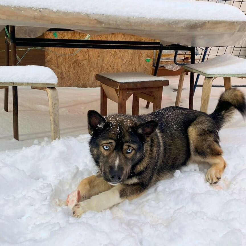 Хаски-подросток ищет дом