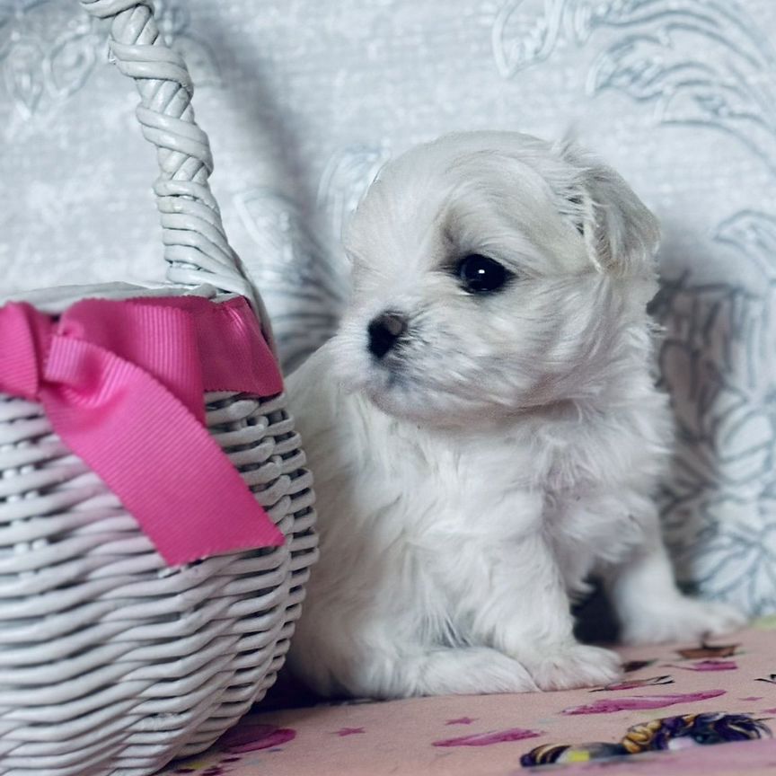 Щеночки Мальтезе