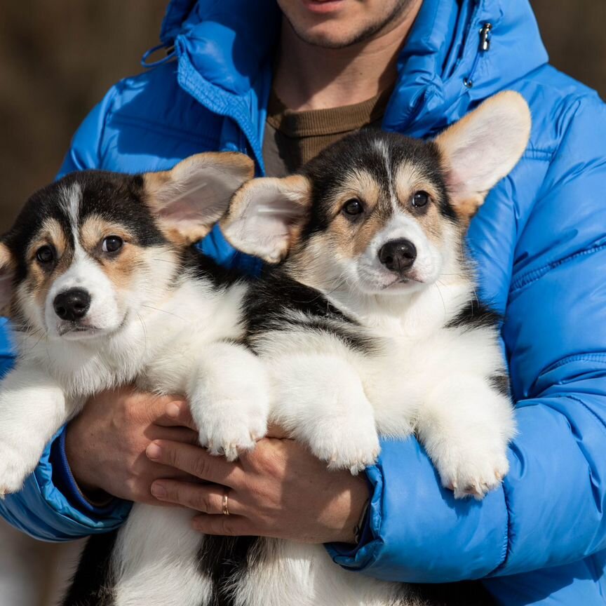 Щенки вельш корги для самых лучших родителей