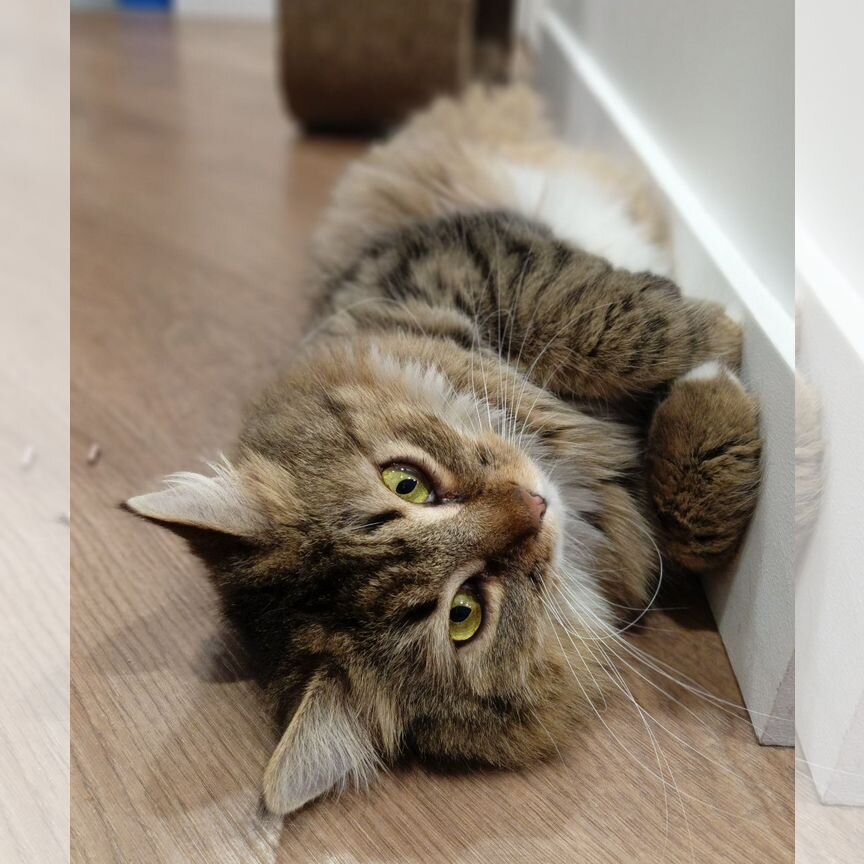 Милая кошечка в добрые руки