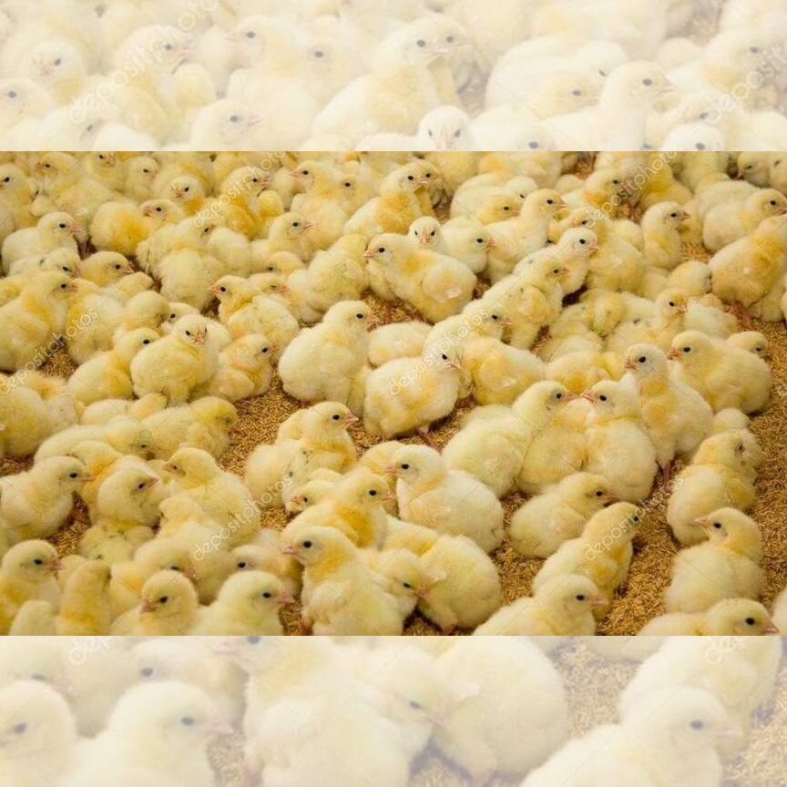 Цыплята бройлеры