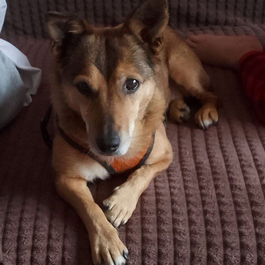 Взрослая собака в добрые руки