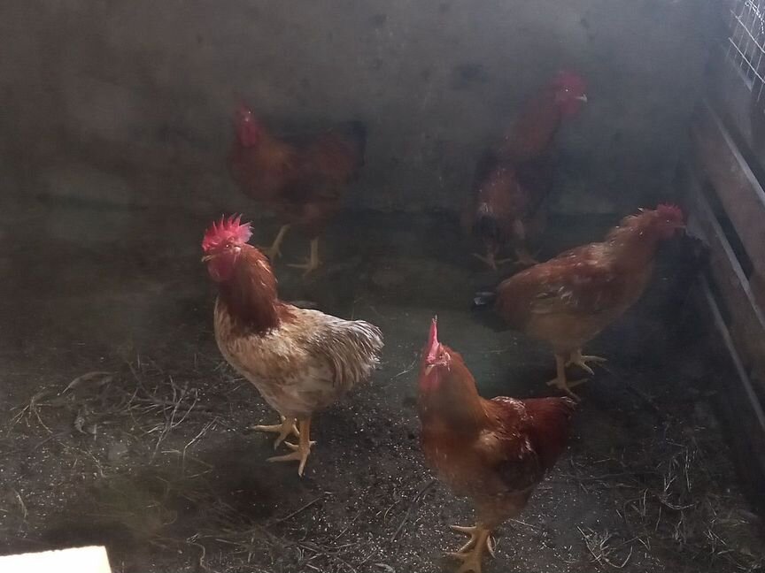 Питух на племя