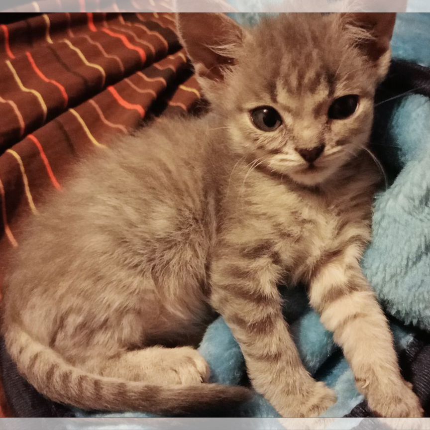 Отдам котят