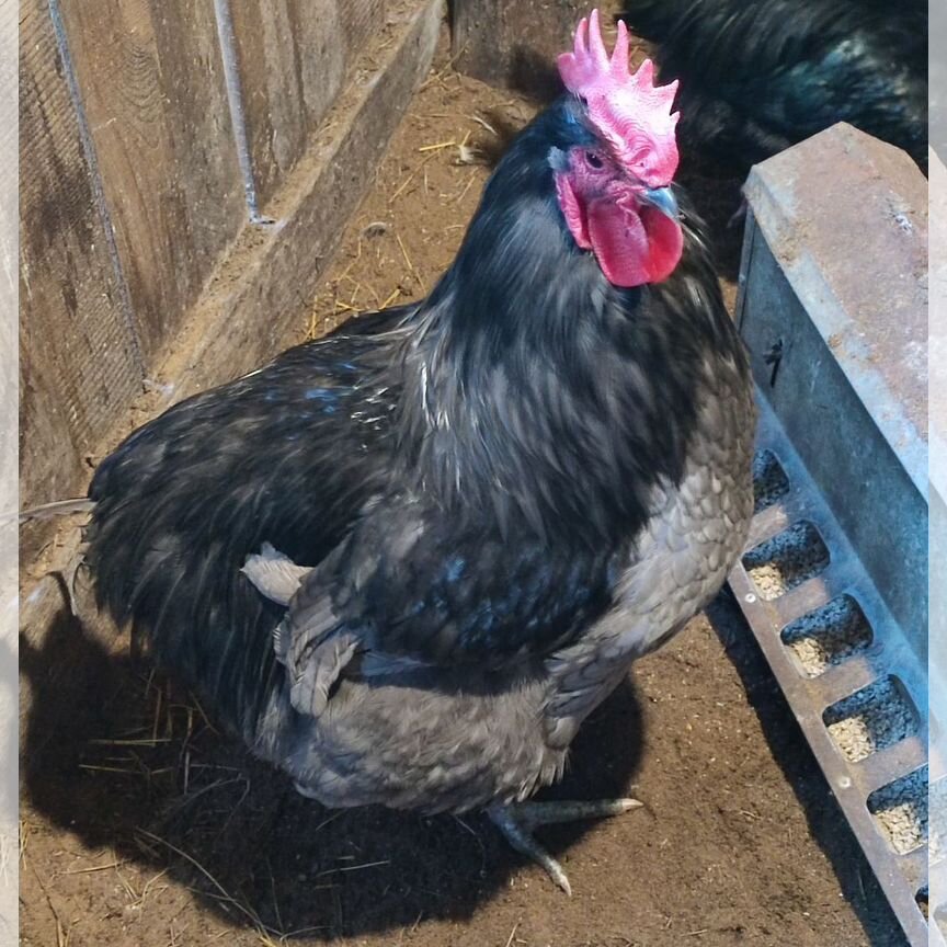 Петух Джерсийский гигант породистый