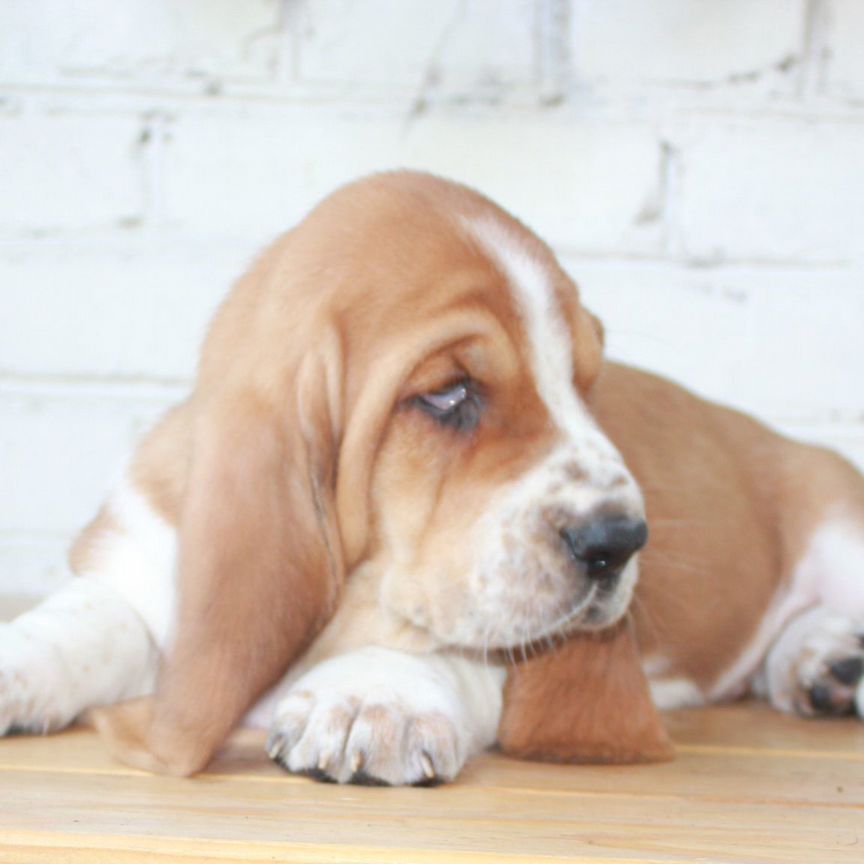 Махагоновый мальчонка бассет хаунд щенок