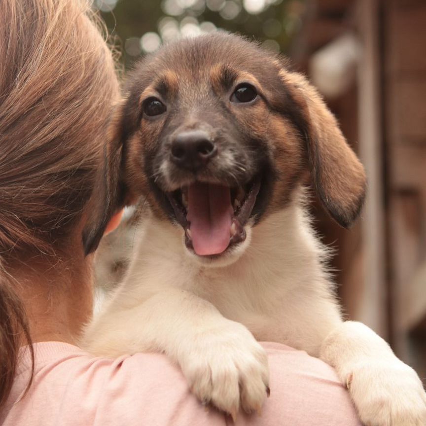 Симпатичный щенок в дар