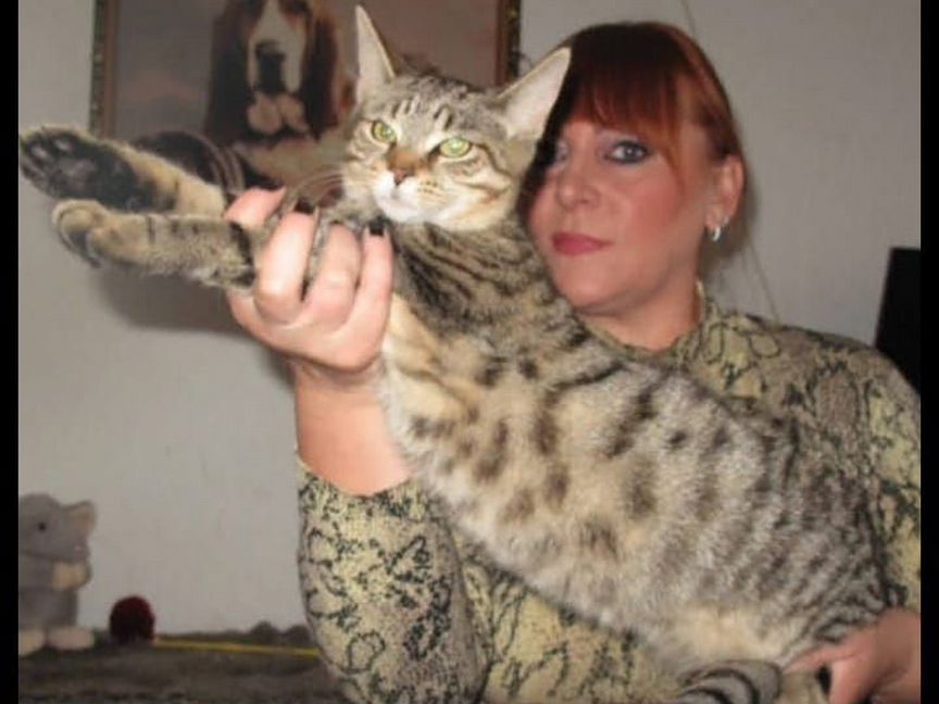 BIG KAT котята