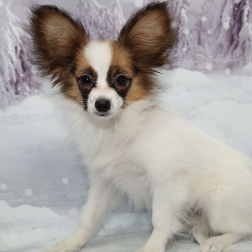 Континентальный той-спаниель папильон, щенок