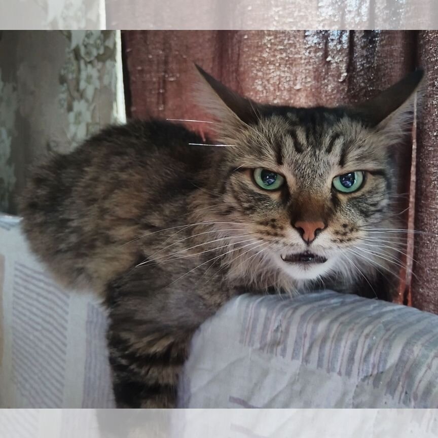 Кот
