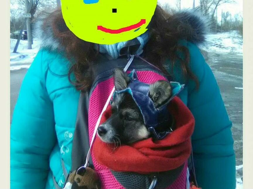 Переноска для собак и кошек