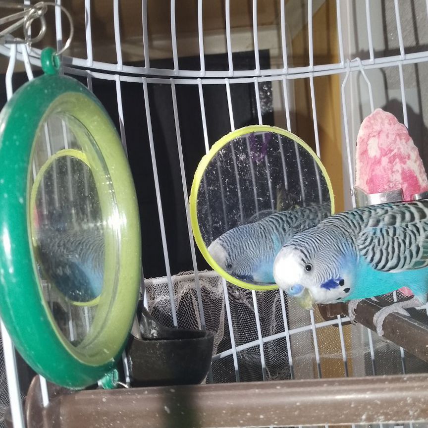 Волнистый попугай самец