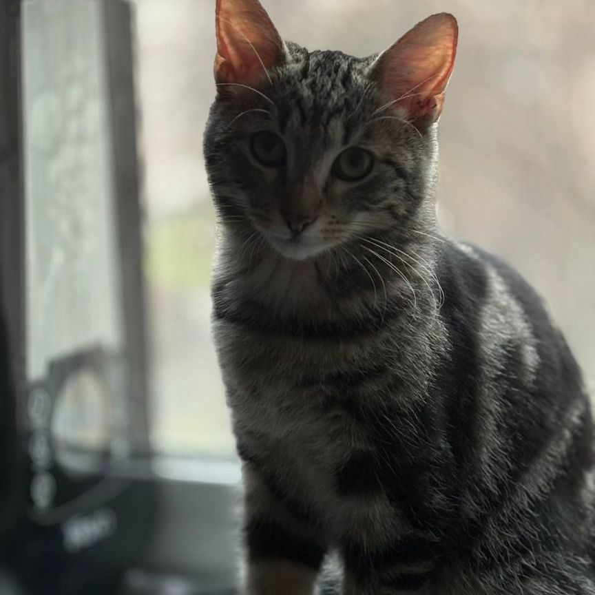 Котёнок от частного владельца