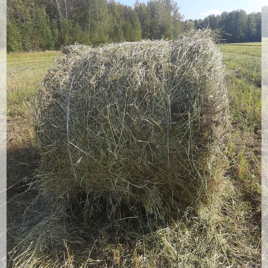 Сено в рулонах
