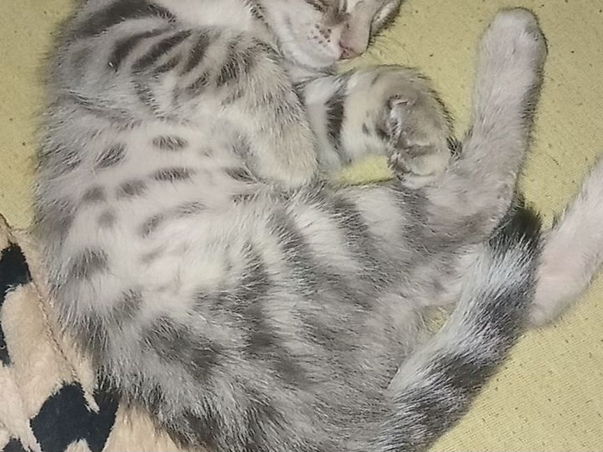 Кошка