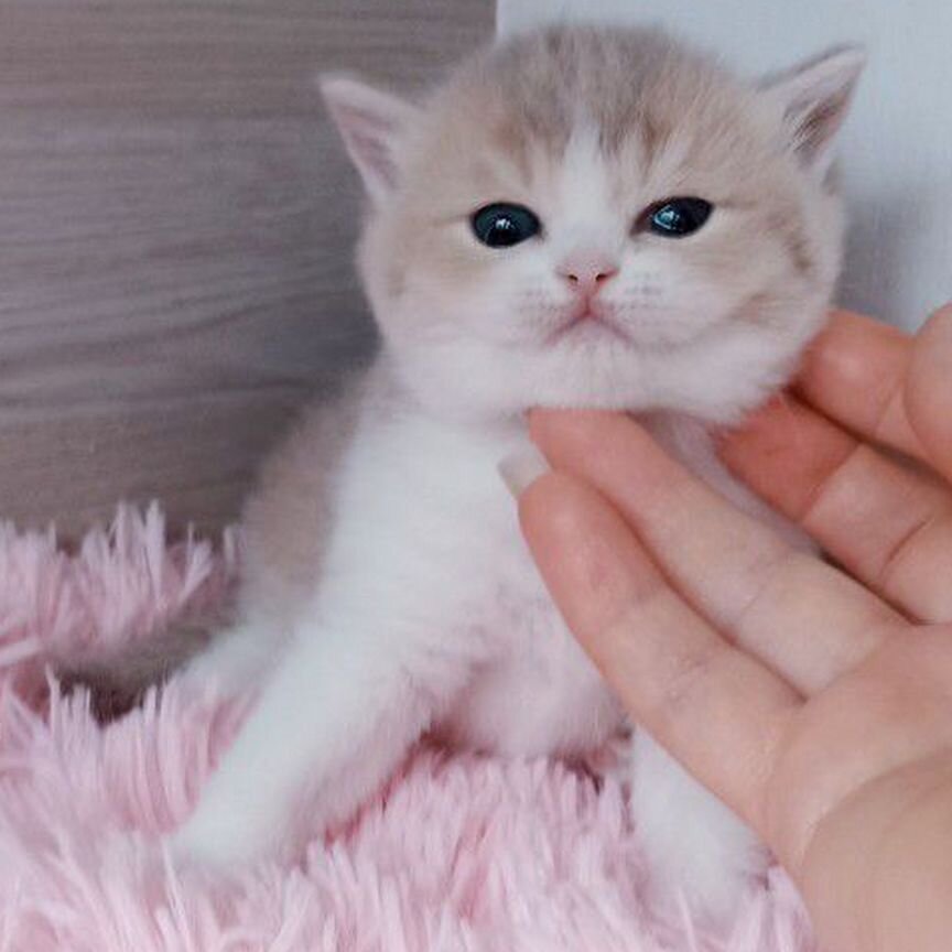 Британский короткошёрстный котёнок