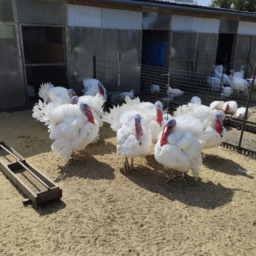 Домашняя птица