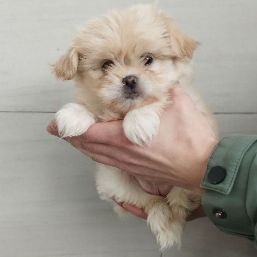 Мальтипу, щенок