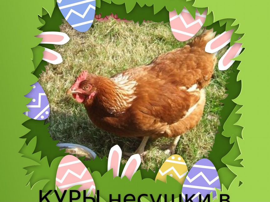 Куры несушки ломан браун