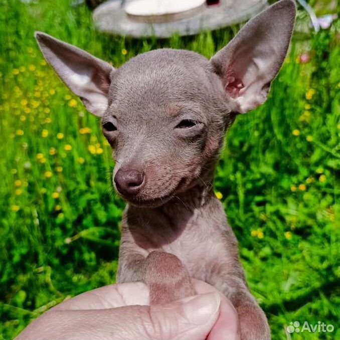 Щенки русский той-терьер большой выбор