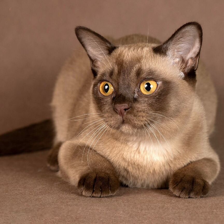 Европейская бурманская кошка, взрослая