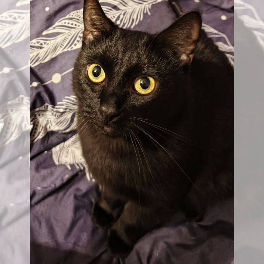 Бомбейский кот, взрослый