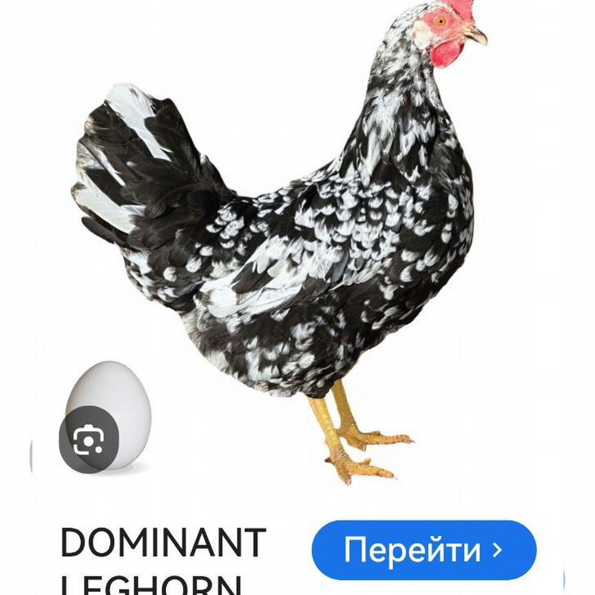 Инкубационное яйцо доминант D601