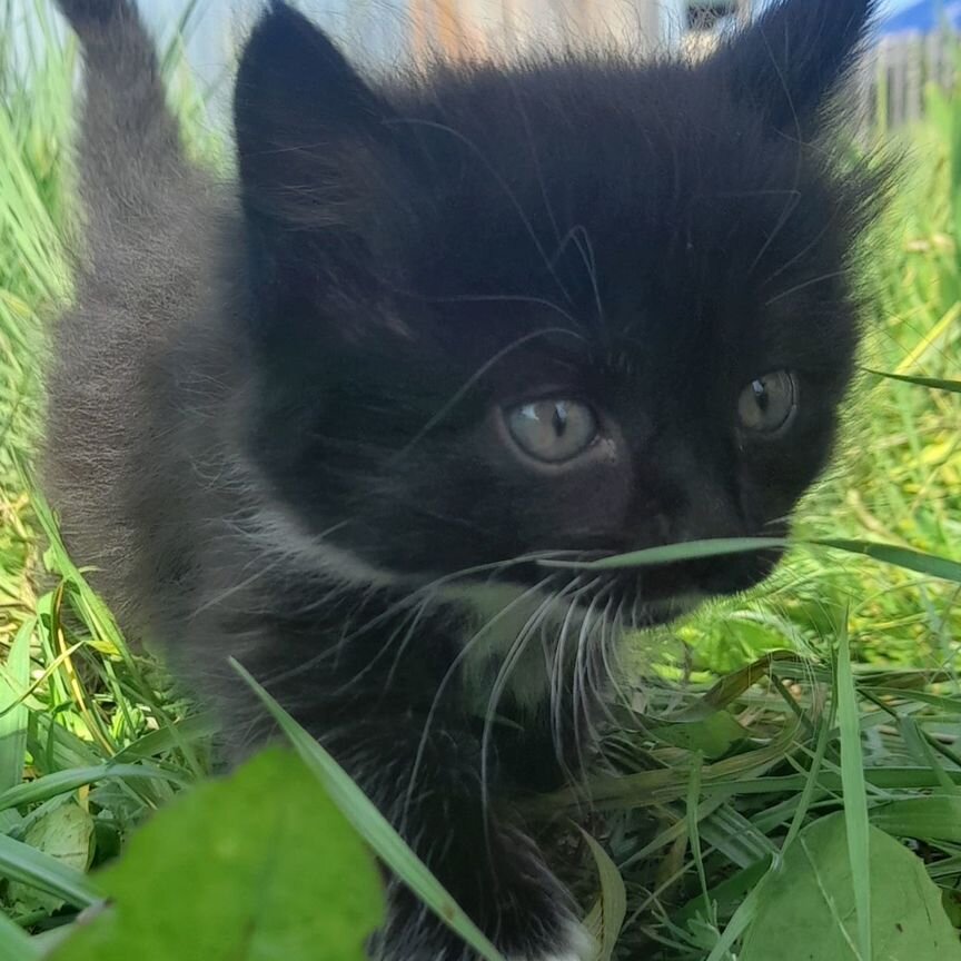 Котята бесплатно