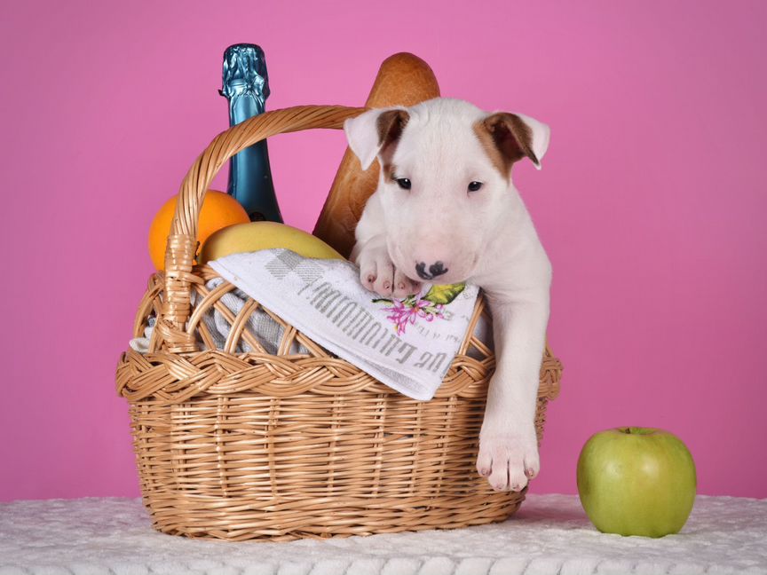 Стандартный бультерьер