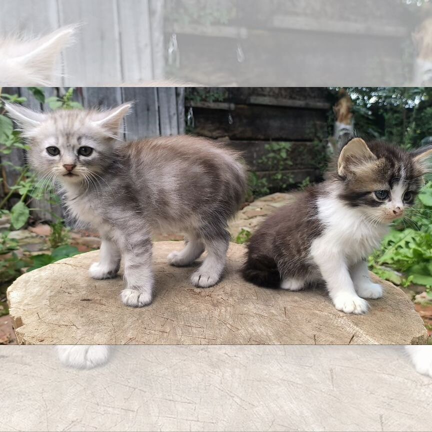 Котики в добрые руки